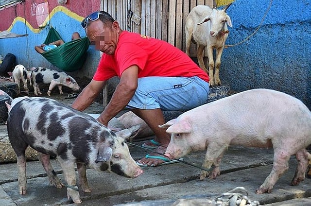 Buhi, karneng baboy padayon nga gibantayan