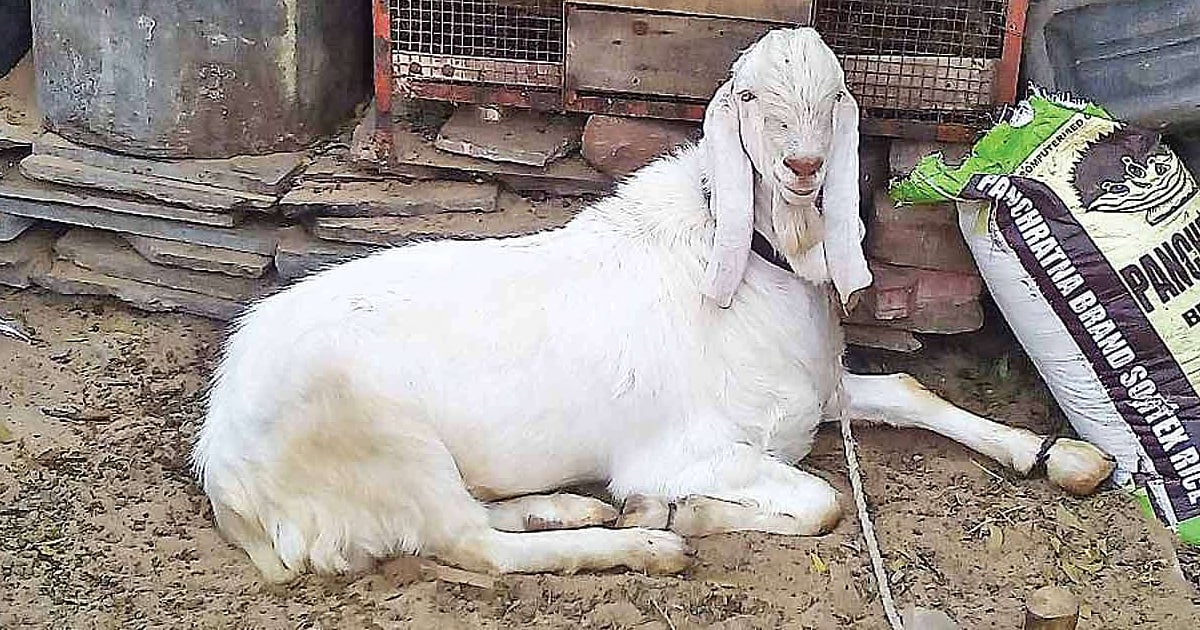 Fact Check Fake News About Goat Arrest