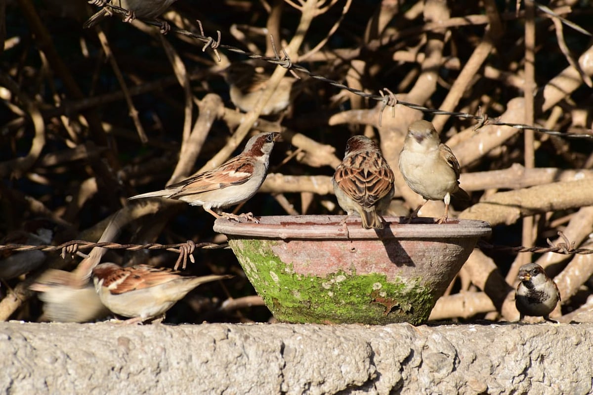 Bird expert Sujan Chatterjee Explains why Sparrows Are Disappearing