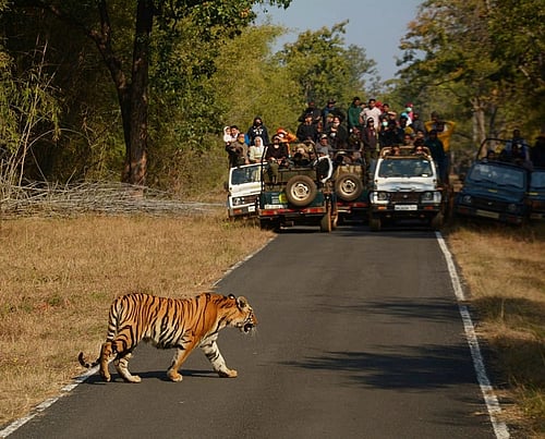 Maharashtra: The Forest They Stole in the Name of the Tiger Conservation