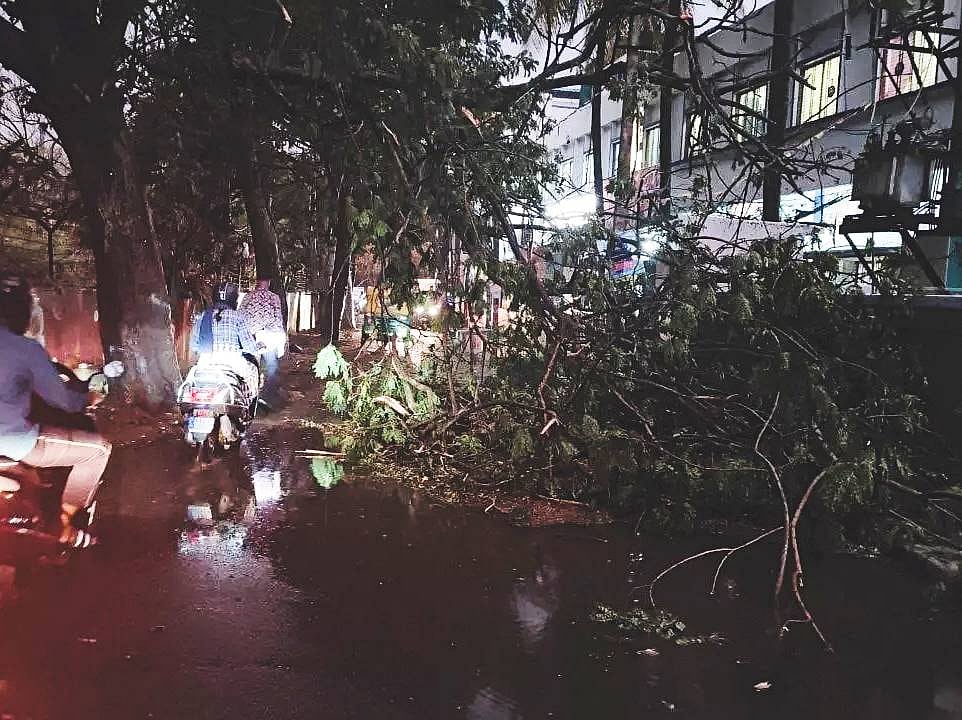 The day Bengaluru's canopy fell and decades of neglect came crashing down