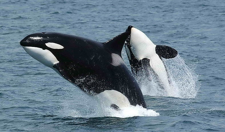 Ottawa to spend $258 million on whale protection amid growing marine ...