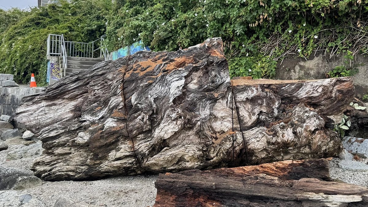 Kitsilano residents 'devastated' by city's decision to chop up beloved ...