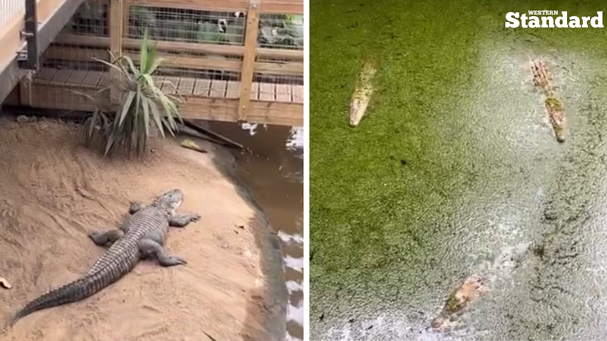 Man who threw three-year-old boy into crocodile pit released, remains ...